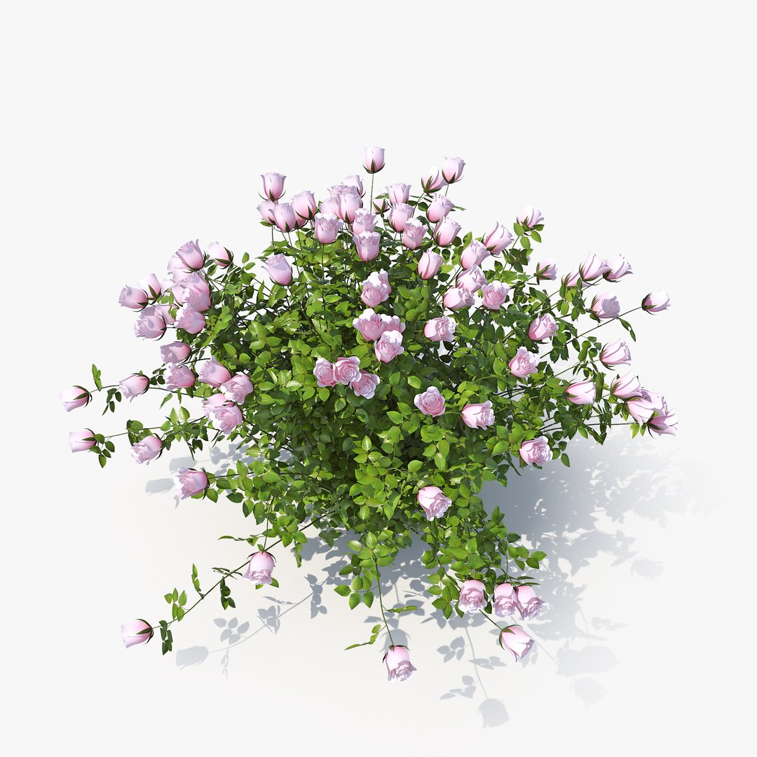Rose Bush 01 3D Model - TurboSquid 1319627