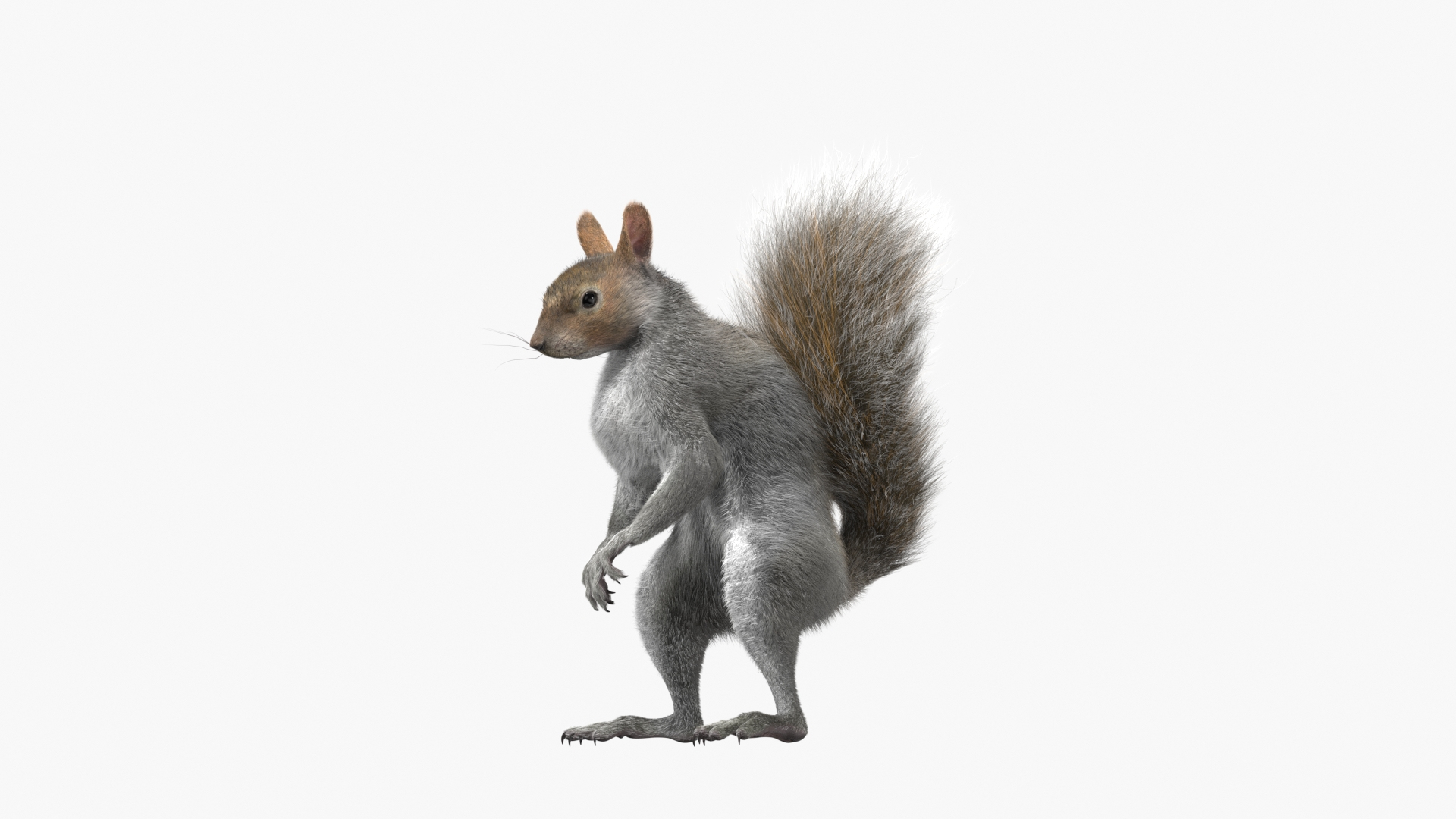 Squirrel Standing Gray Fur 3D Model - TurboSquid 2342624