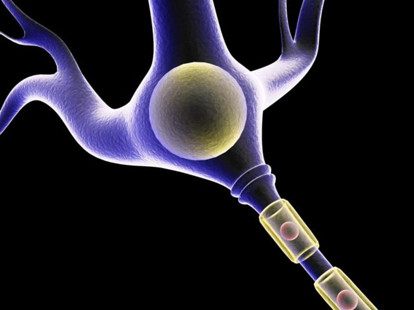 Brain Cell 3d Obj