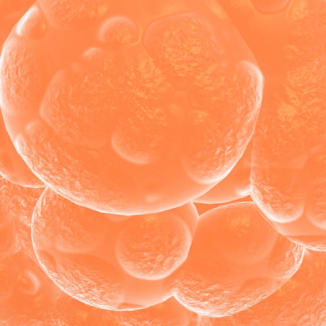Stem Cell 3d Model