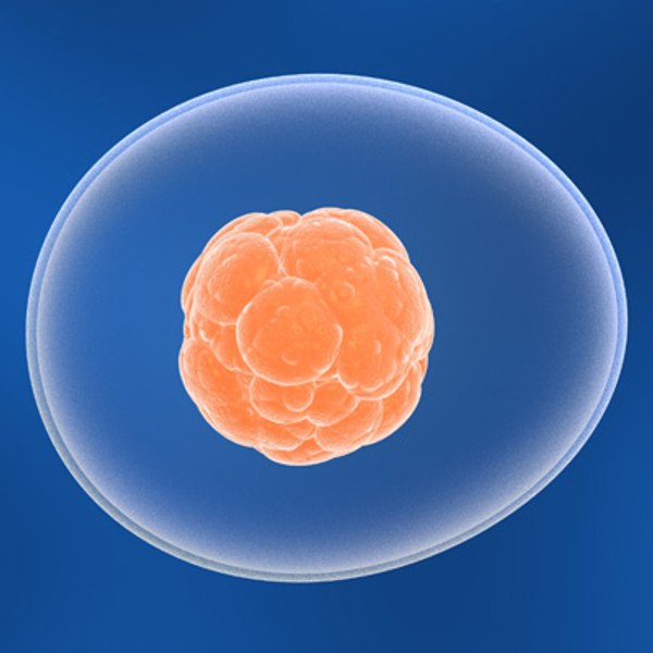 stem cell 3d model