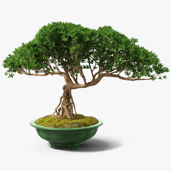 3D Bonsai Models | TurboSquid