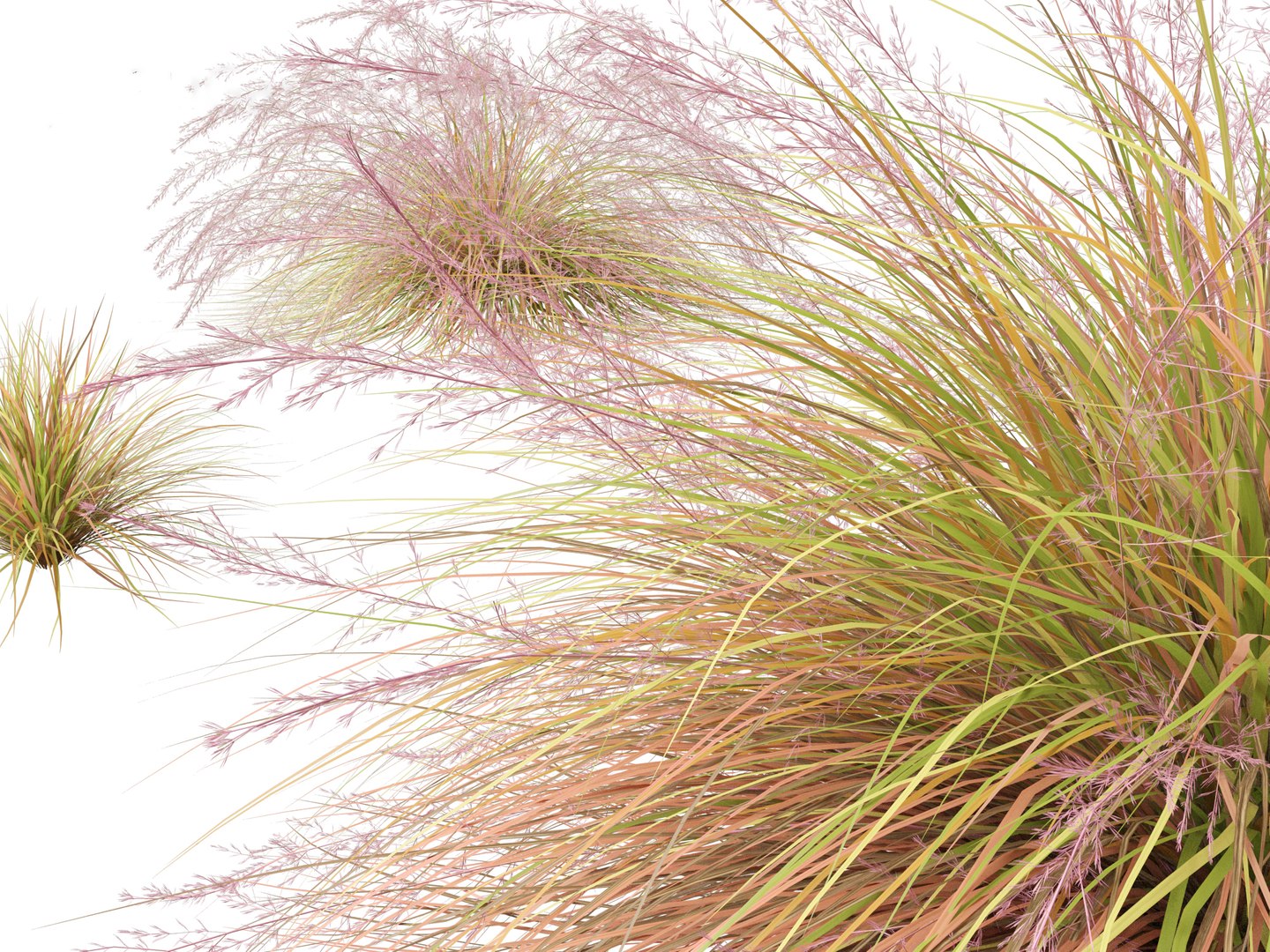 Anemanthele Lessoniana - New Zealand Wind Grass 01 3D - TurboSquid 2148850