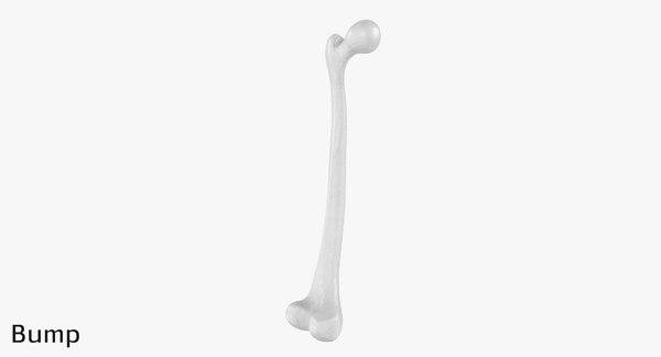 modelo 3d Muslo hueso fémur - TurboSquid 1296590