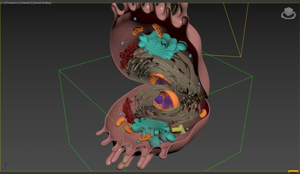 Animal cell realistic 3D - TurboSquid 1665731