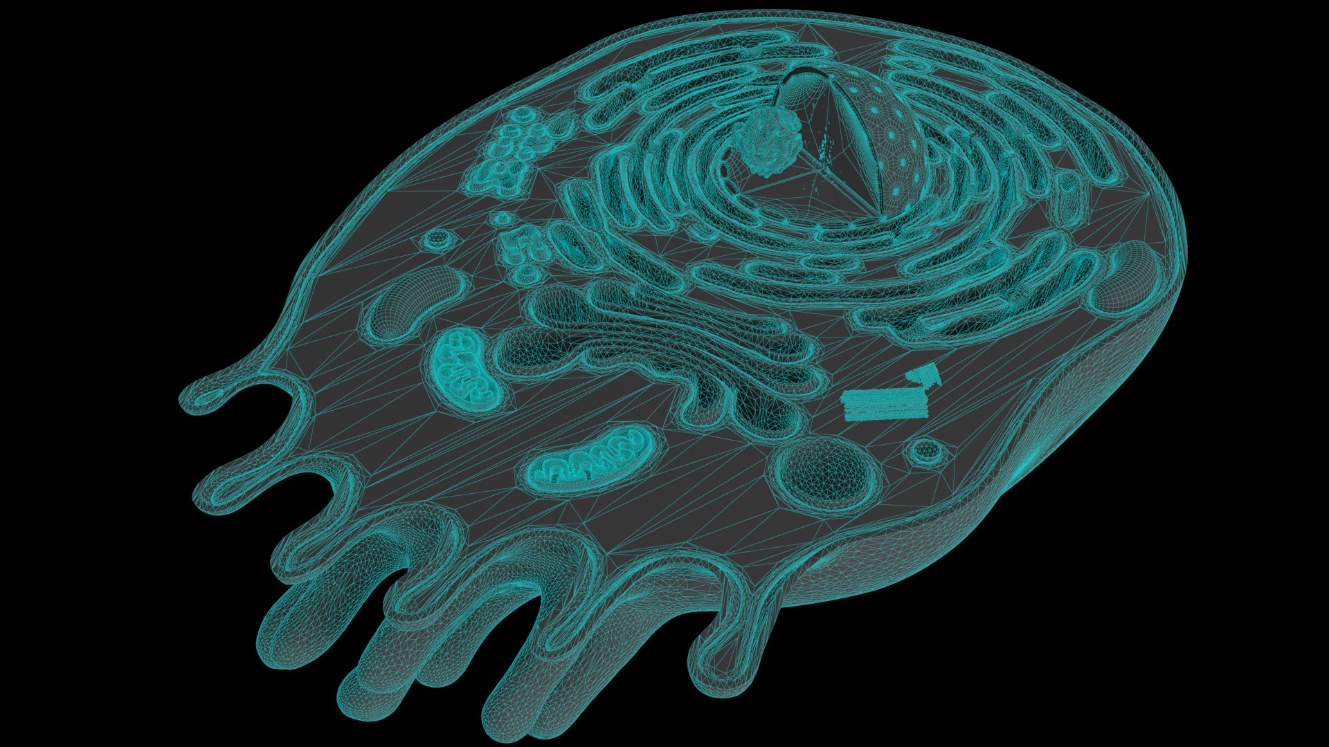 Animal Cell Realistic 3D - TurboSquid 1665731
