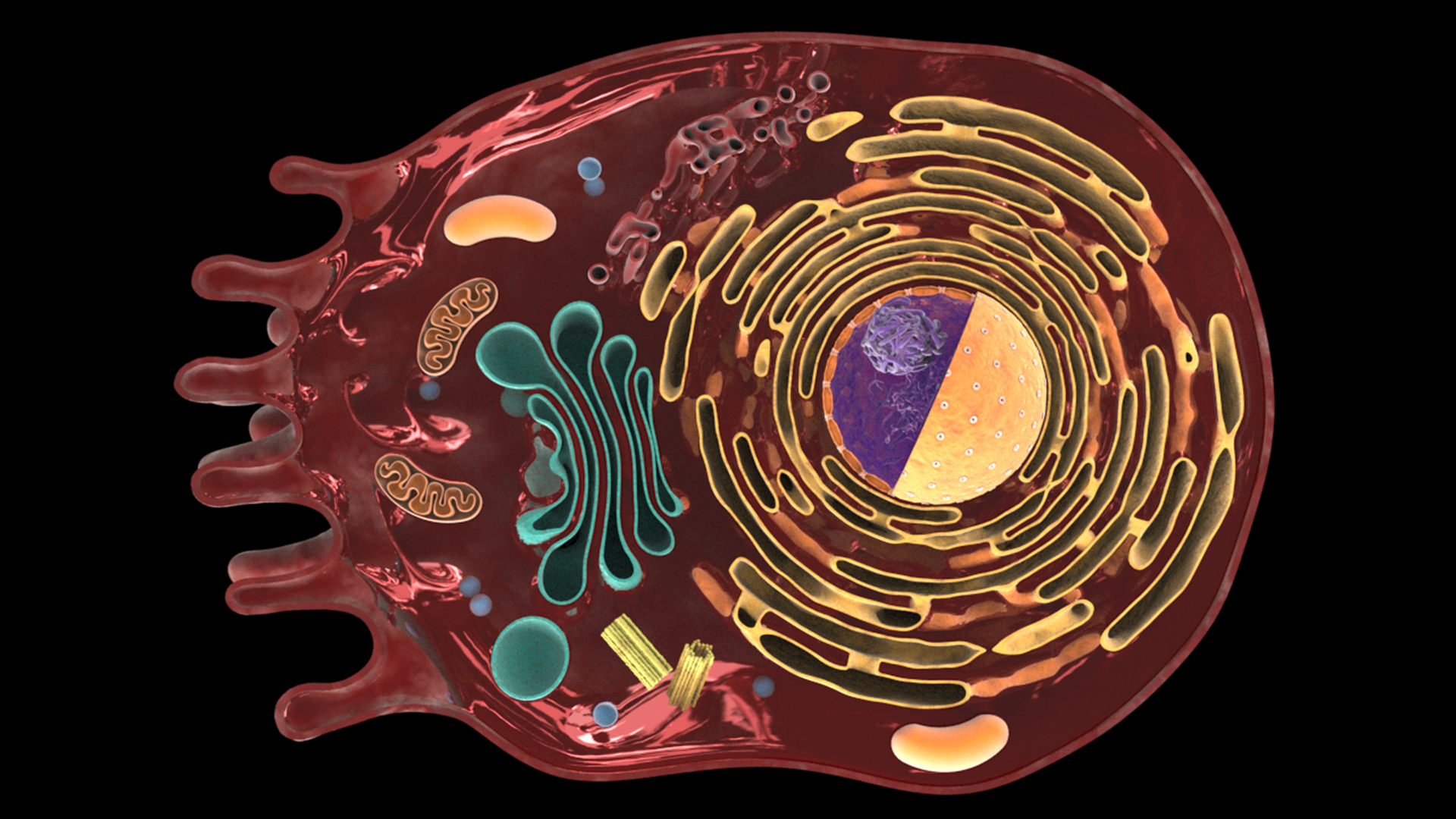 Animal cell realistic 3D - TurboSquid 1665731