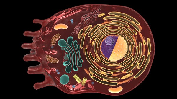 Animal cell realistic 3D - TurboSquid 1665731