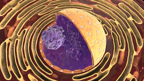 Animal cell realistic 3D - TurboSquid 1665731