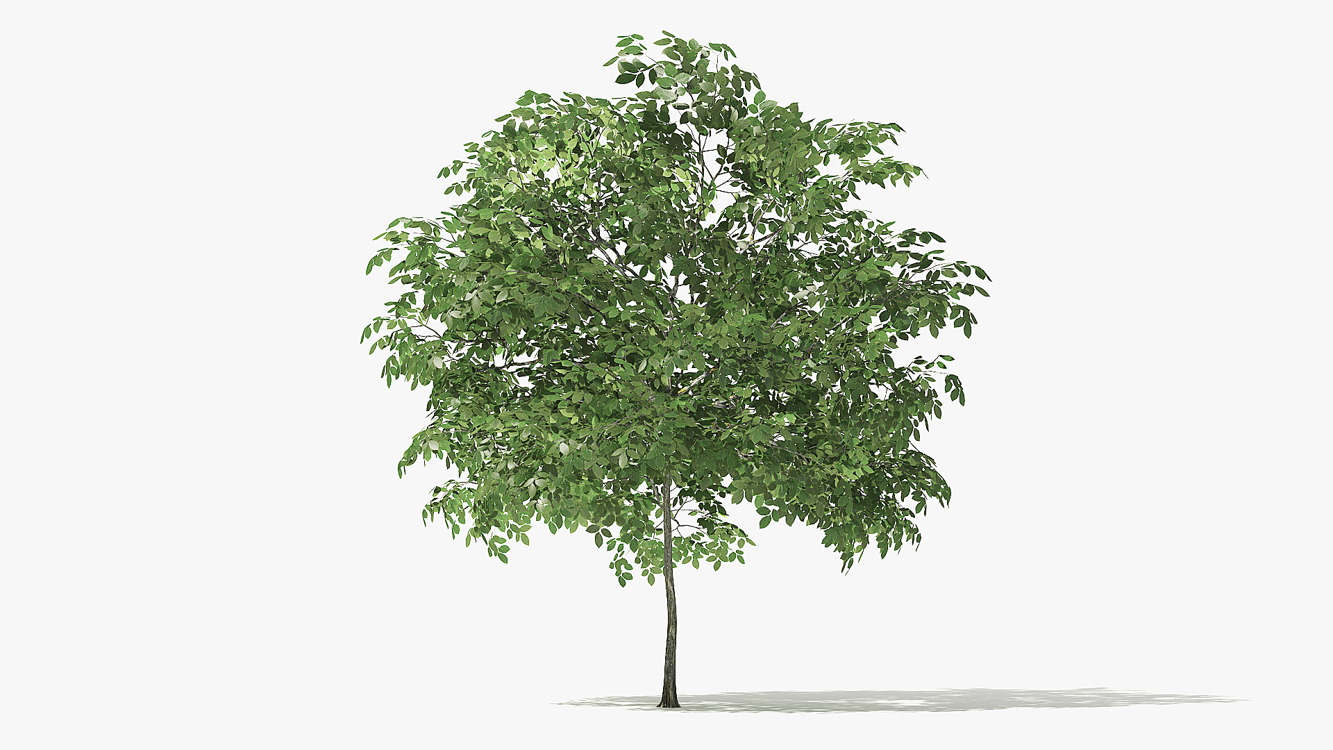 Rock Elm Tree 3 3D - TurboSquid 1464490