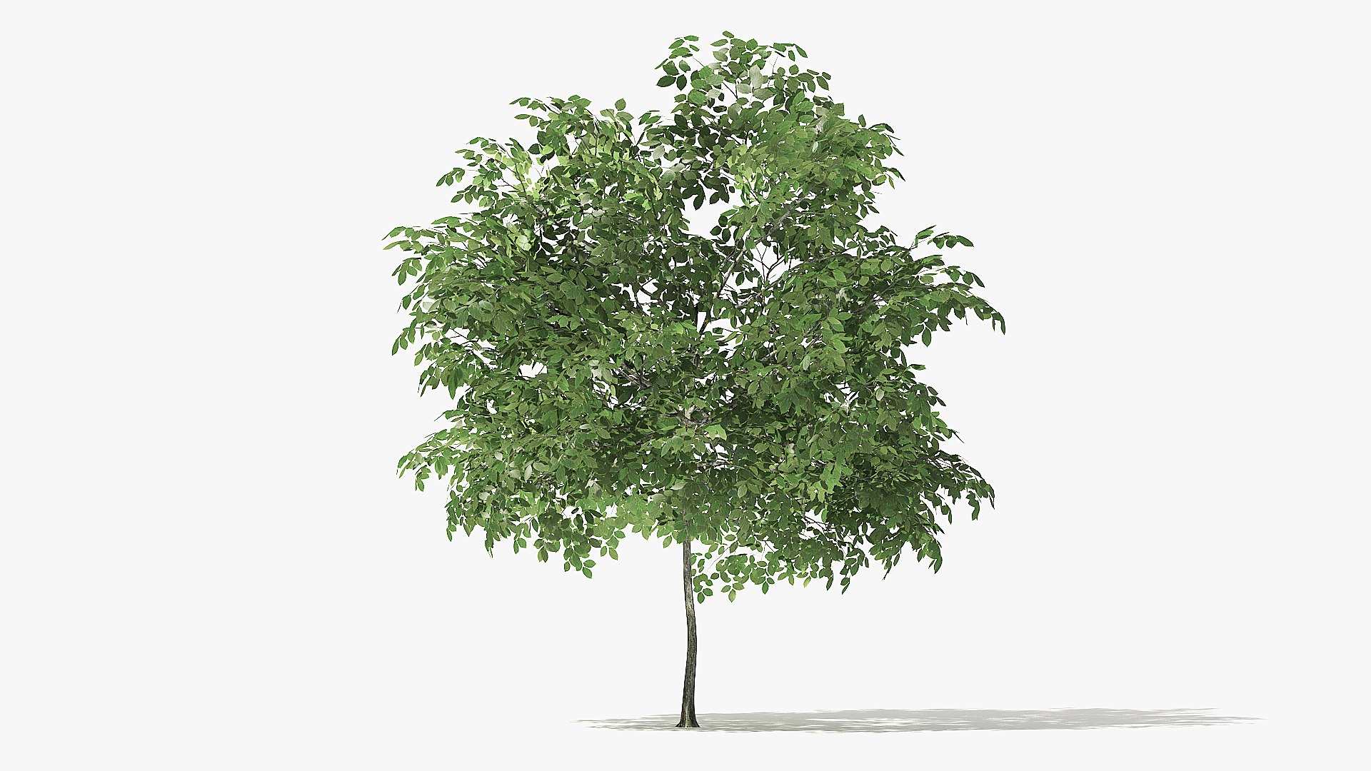 Rock Elm Tree 3 3D - TurboSquid 1464490