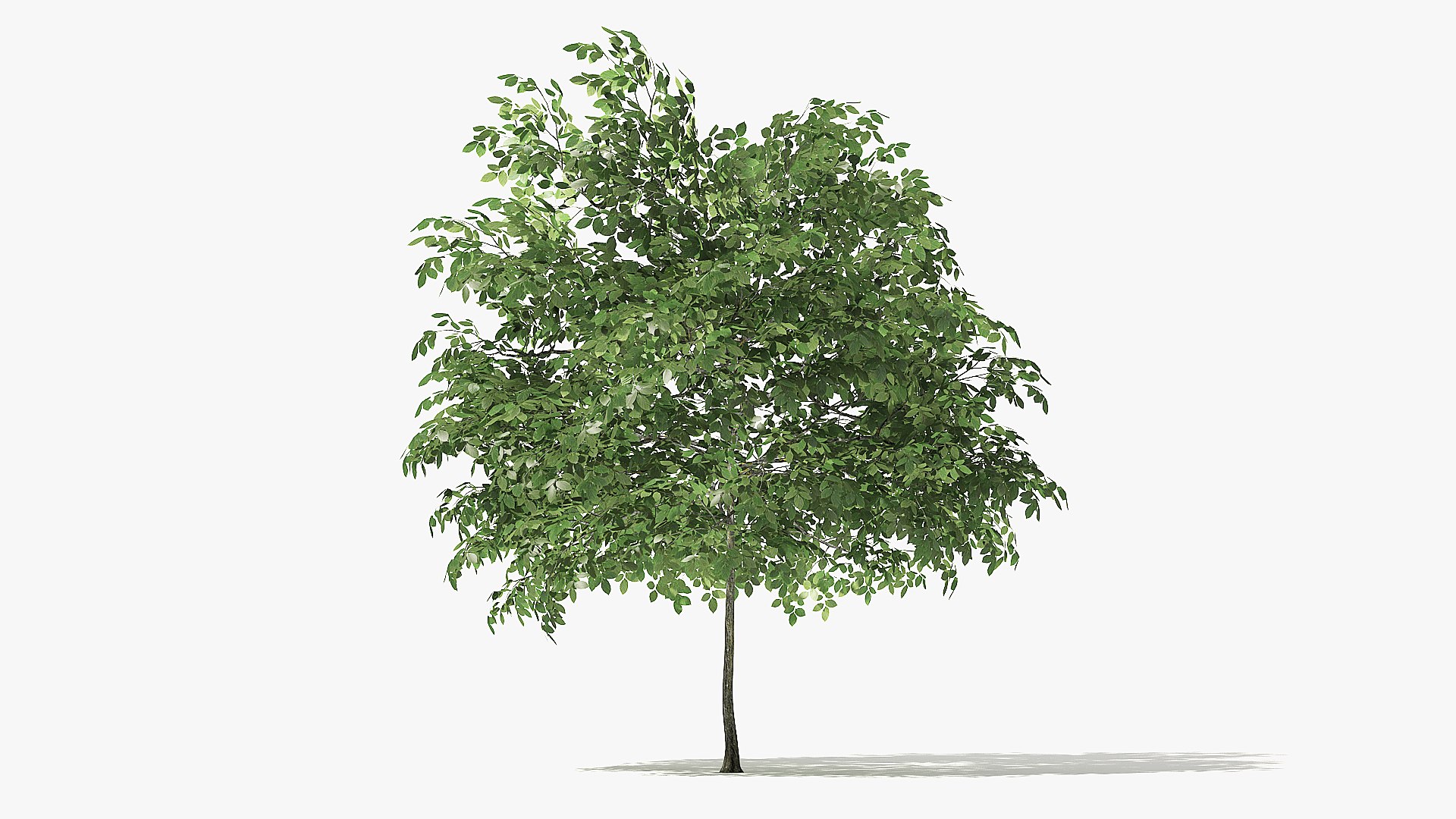Rock Elm Tree 3 3D - TurboSquid 1464490