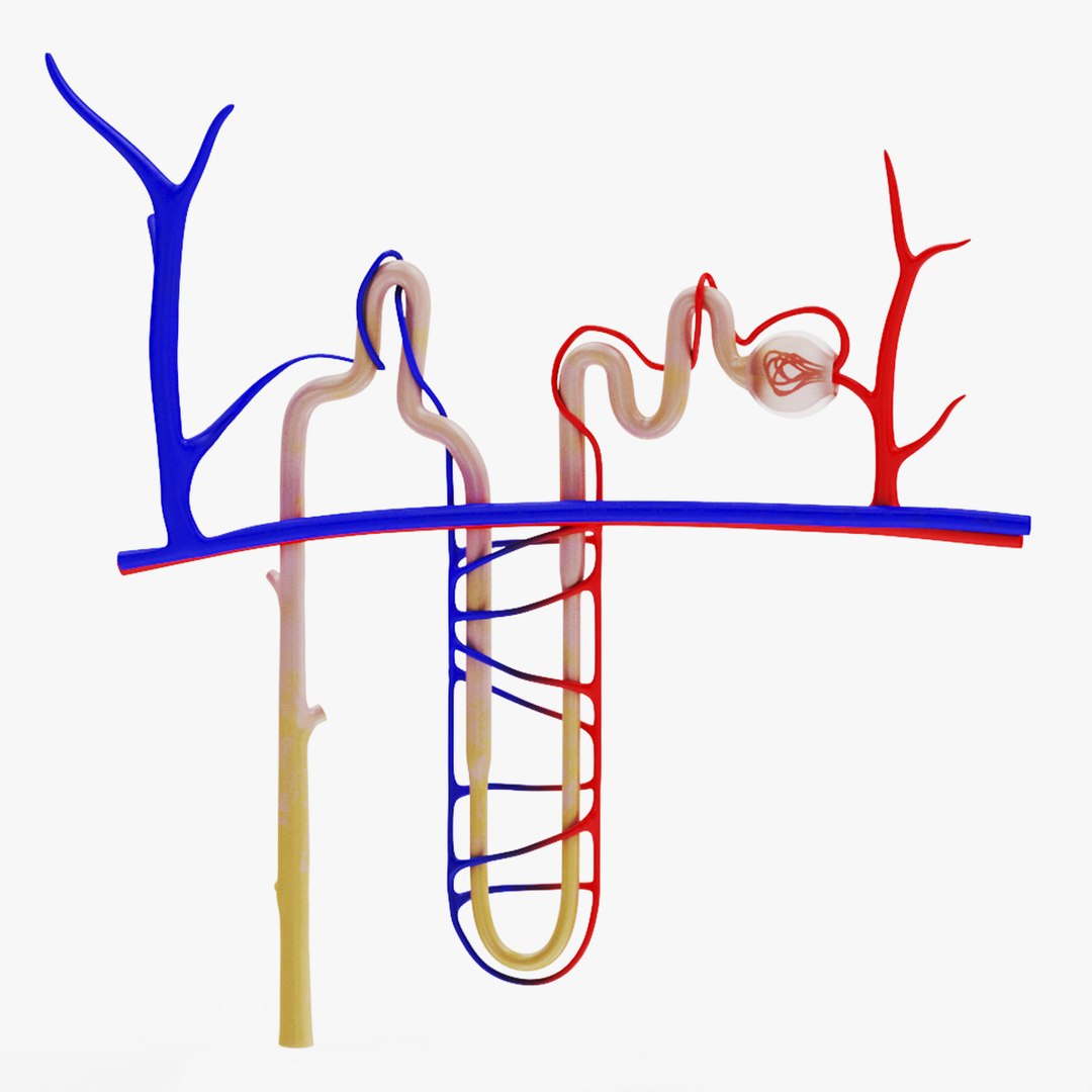 Nephron Model - TurboSquid 2132376