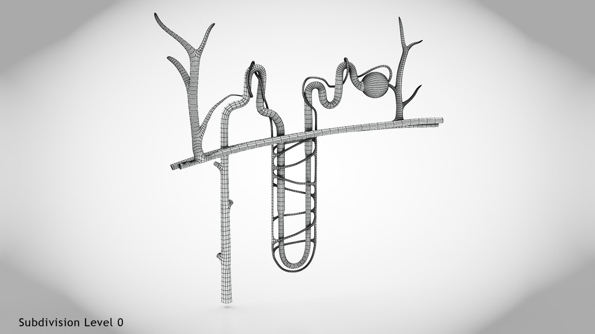 Nephron Model - TurboSquid 2132376