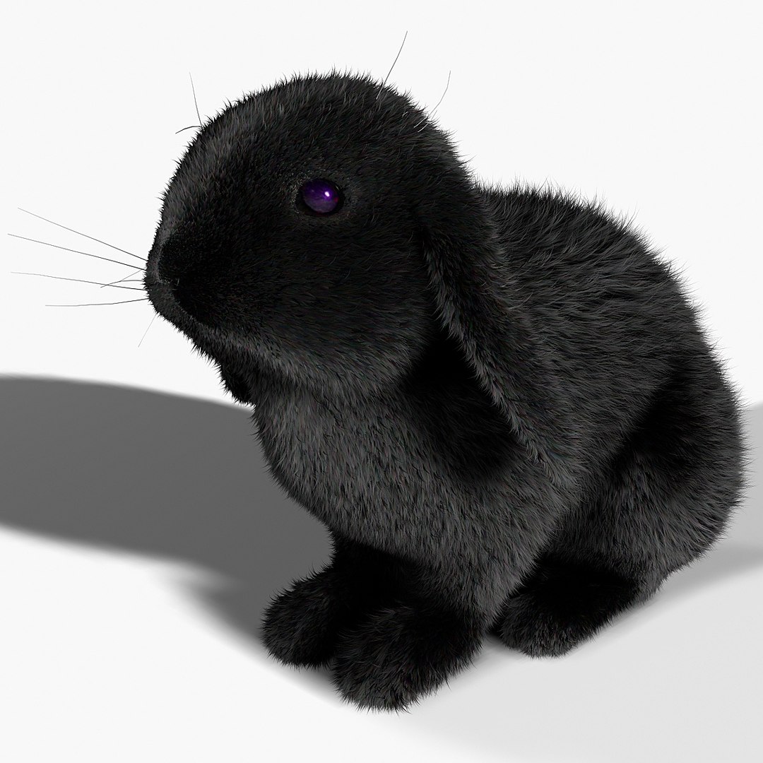 Rabbit Black Fur Max