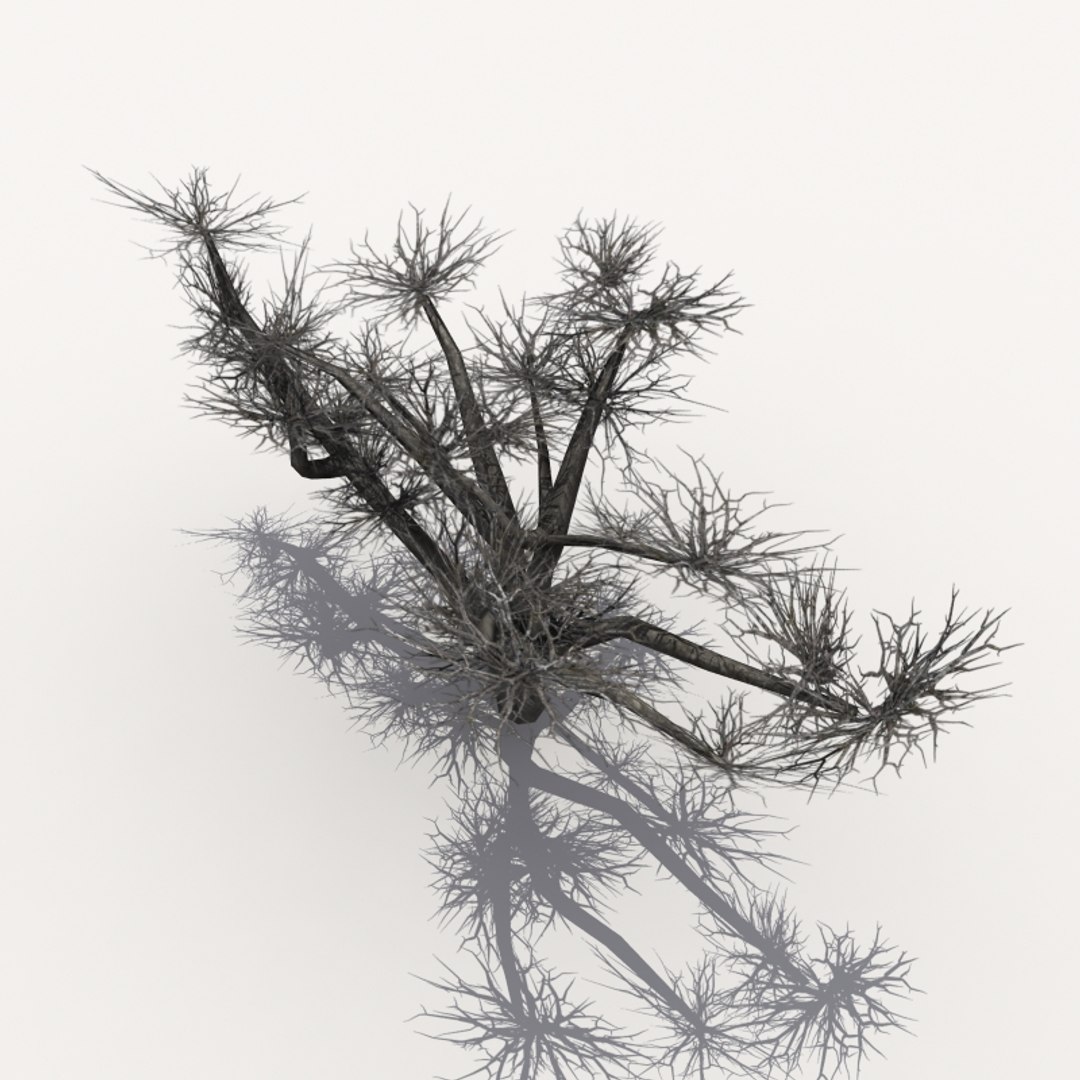 3d Low-poly African Acacia Trees