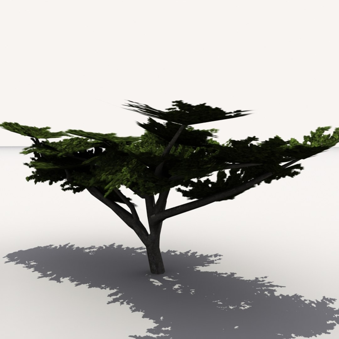 3d Low-poly African Acacia Trees