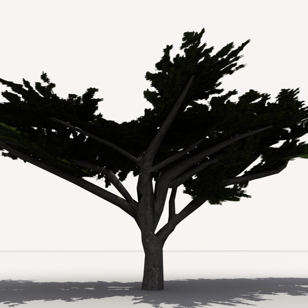 3d Low-poly African Acacia Trees