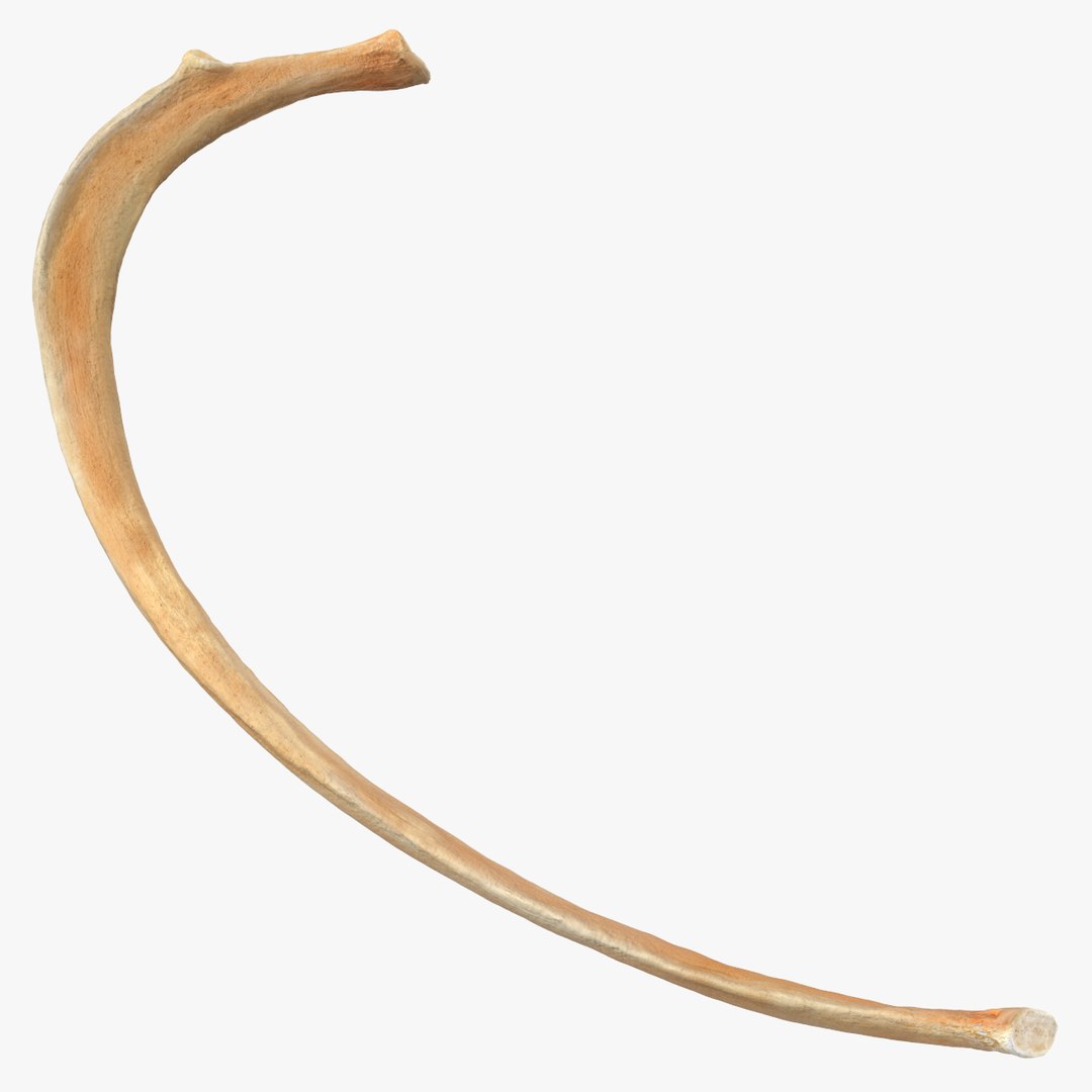 Kangaroo Red Necked Wallaby Rib T8 3D model - TurboSquid 2069489