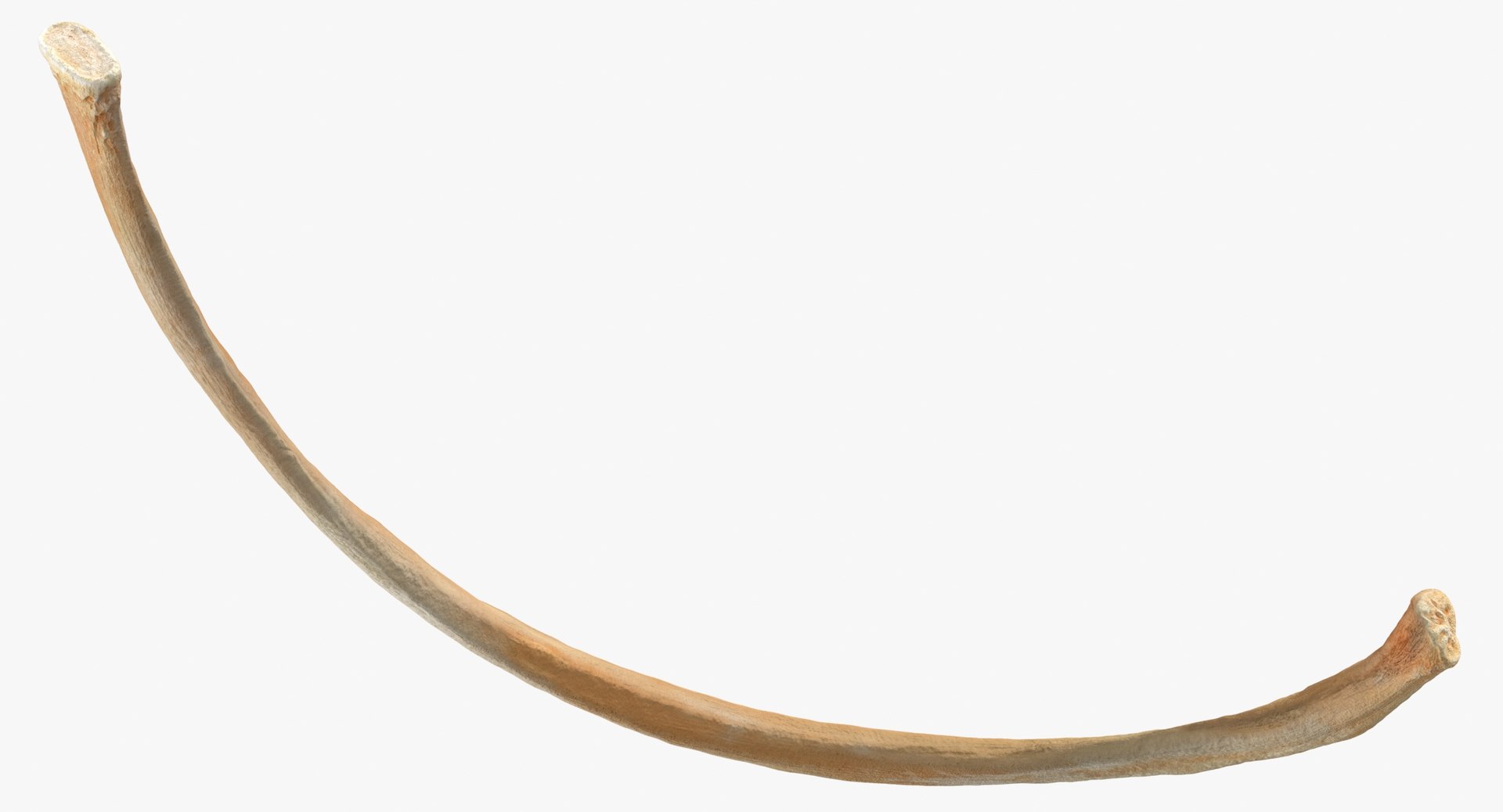 Kangaroo Red Necked Wallaby Rib T8 3D Model - TurboSquid 2069489