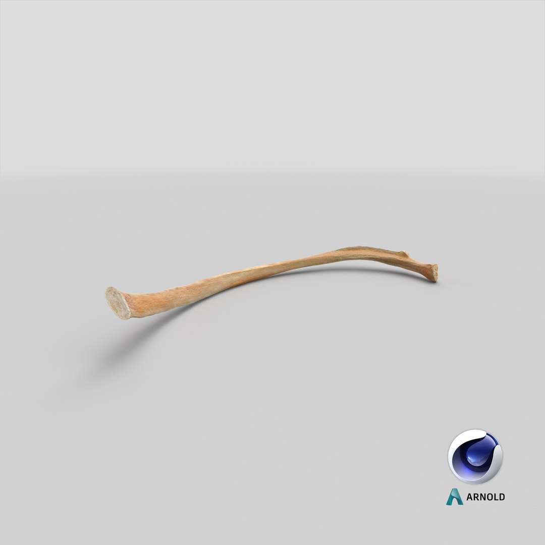 Kangaroo Red Necked Wallaby Rib T8 3D Model - TurboSquid 2069489