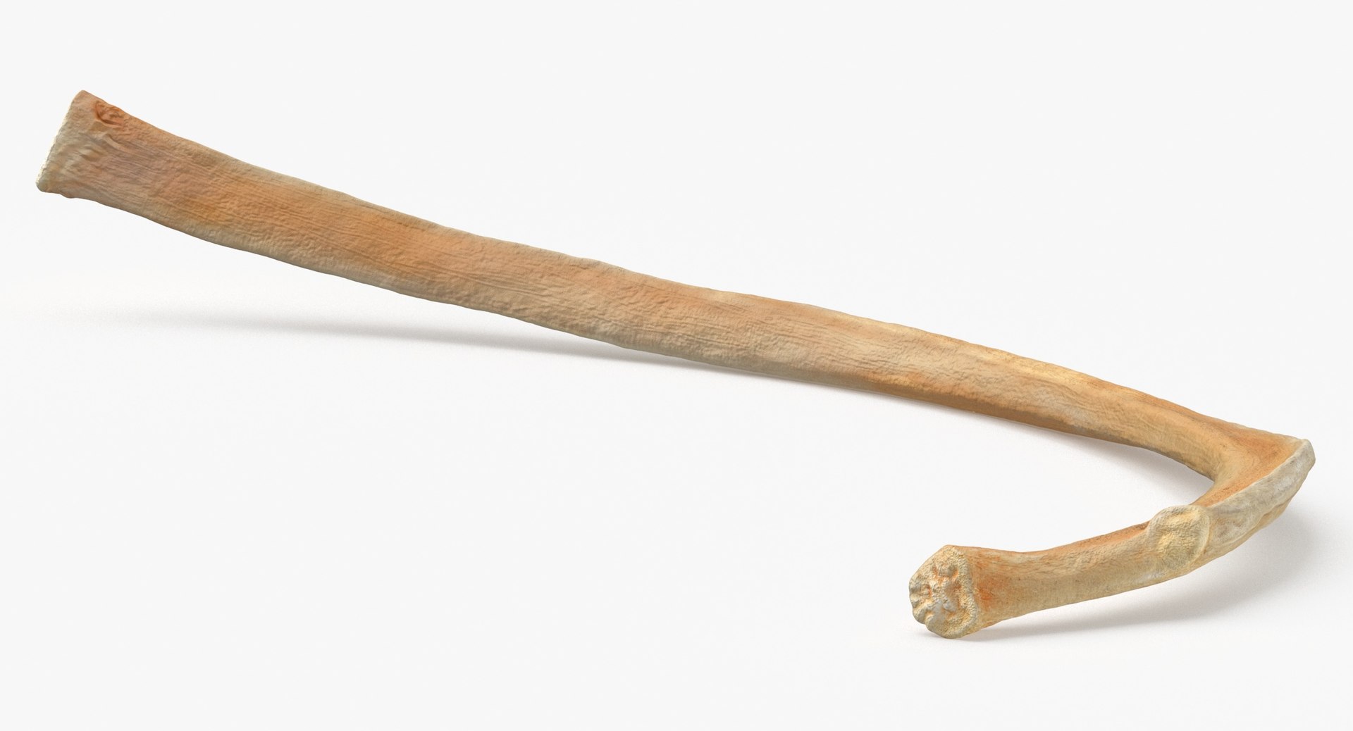 Kangaroo Red Necked Wallaby Rib T8 3D Model - TurboSquid 2069489