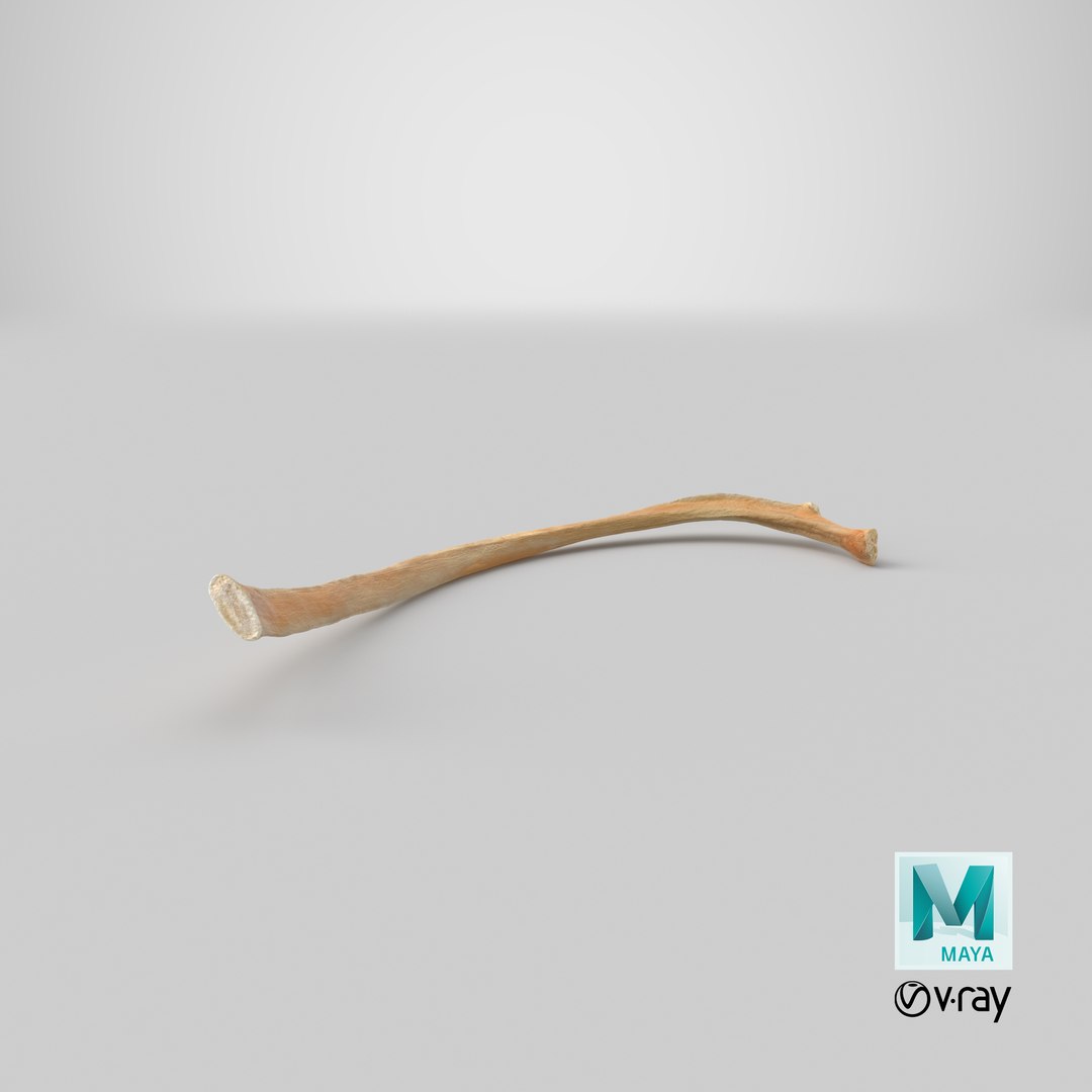 Kangaroo Red Necked Wallaby Rib T8 3D Model - TurboSquid 2069489