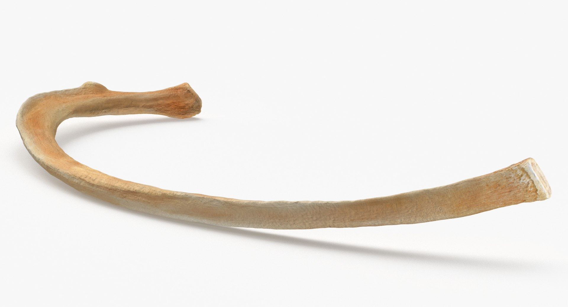 Kangaroo Red Necked Wallaby Rib T8 3D Model - TurboSquid 2069489