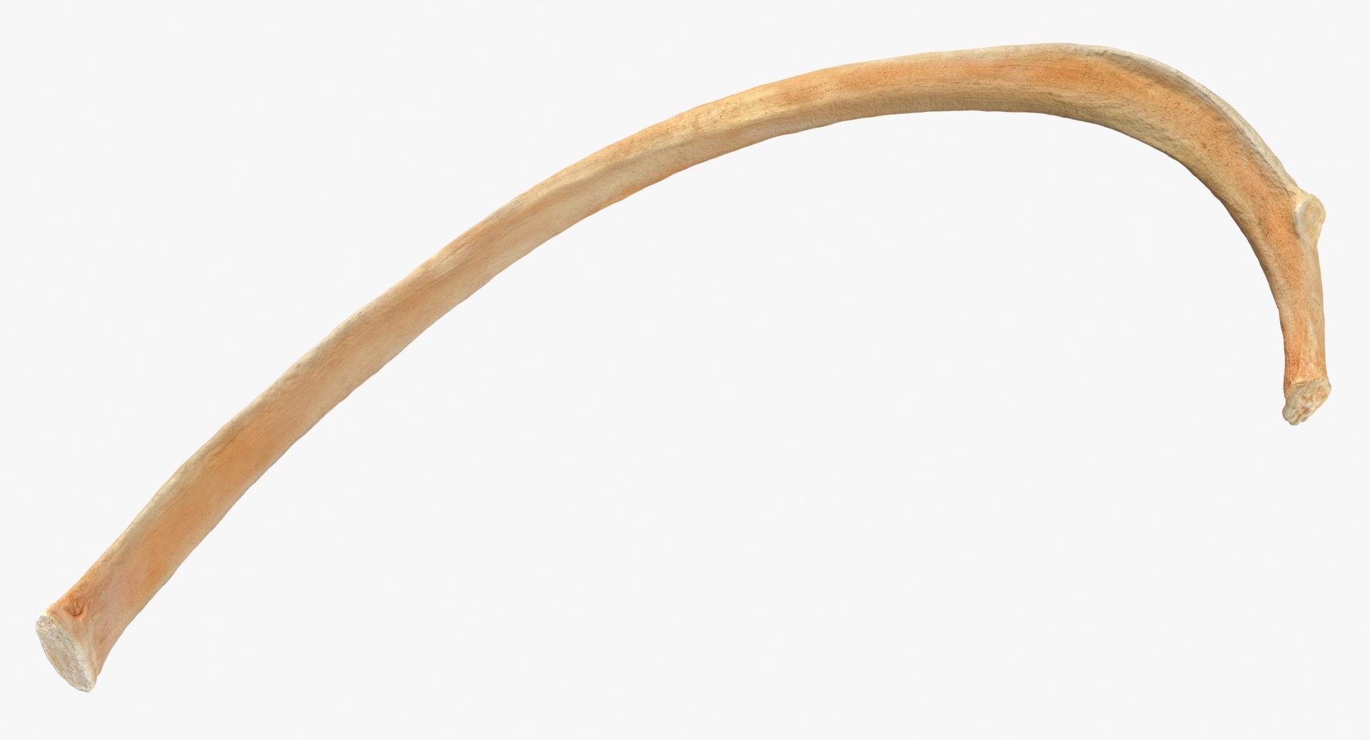 Kangaroo Red Necked Wallaby Rib T8 3D Model - TurboSquid 2069489