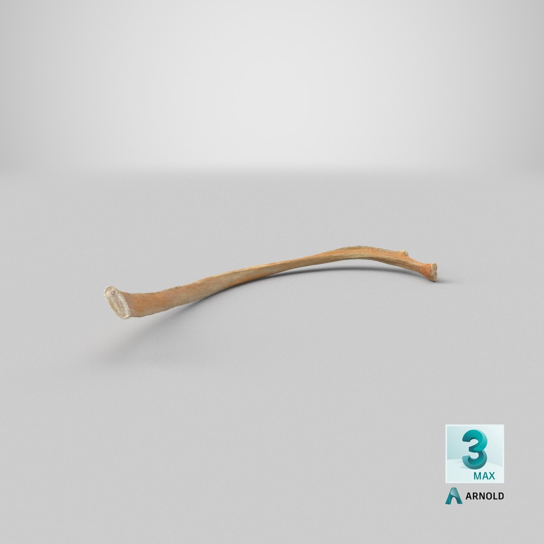 Kangaroo Red Necked Wallaby Rib T8 3D Model - TurboSquid 2069489