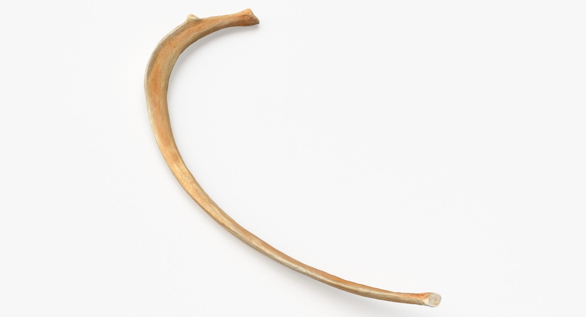 Kangaroo Red Necked Wallaby Rib T8 3D Model - TurboSquid 2069489