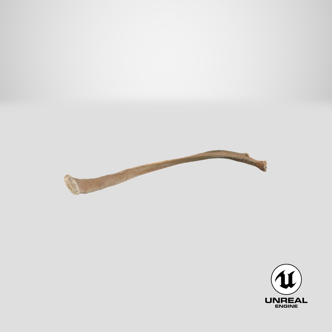 Kangaroo Red Necked Wallaby Rib T8 3D Model - TurboSquid 2069489