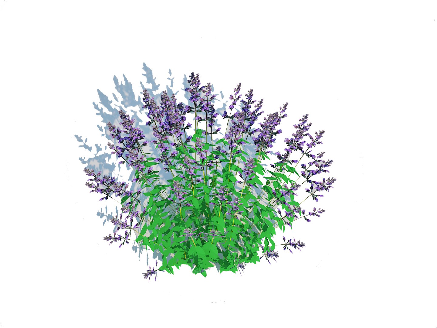 Nepeta Fassenii-blue Catmint 3D Model - TurboSquid 2400273