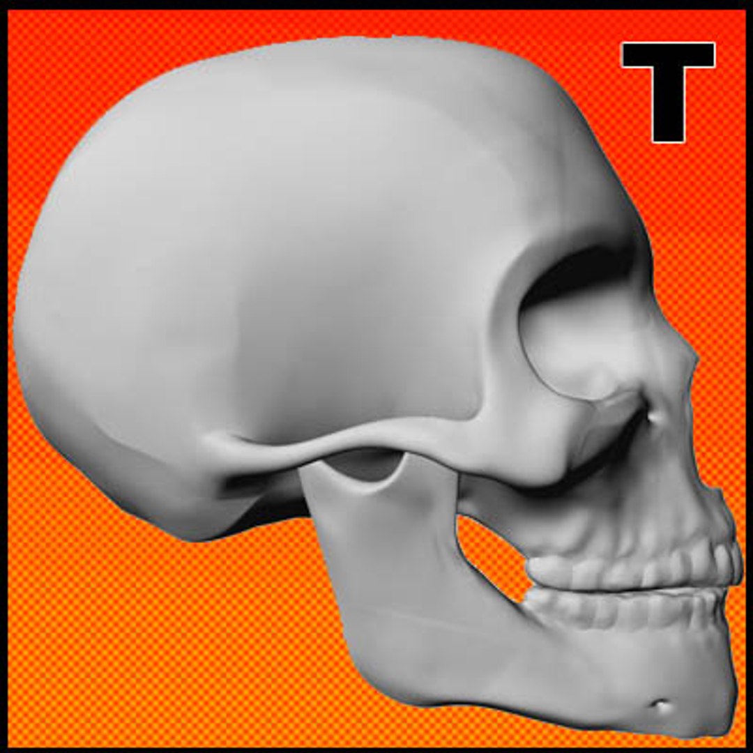 3d Resolution Skull Model