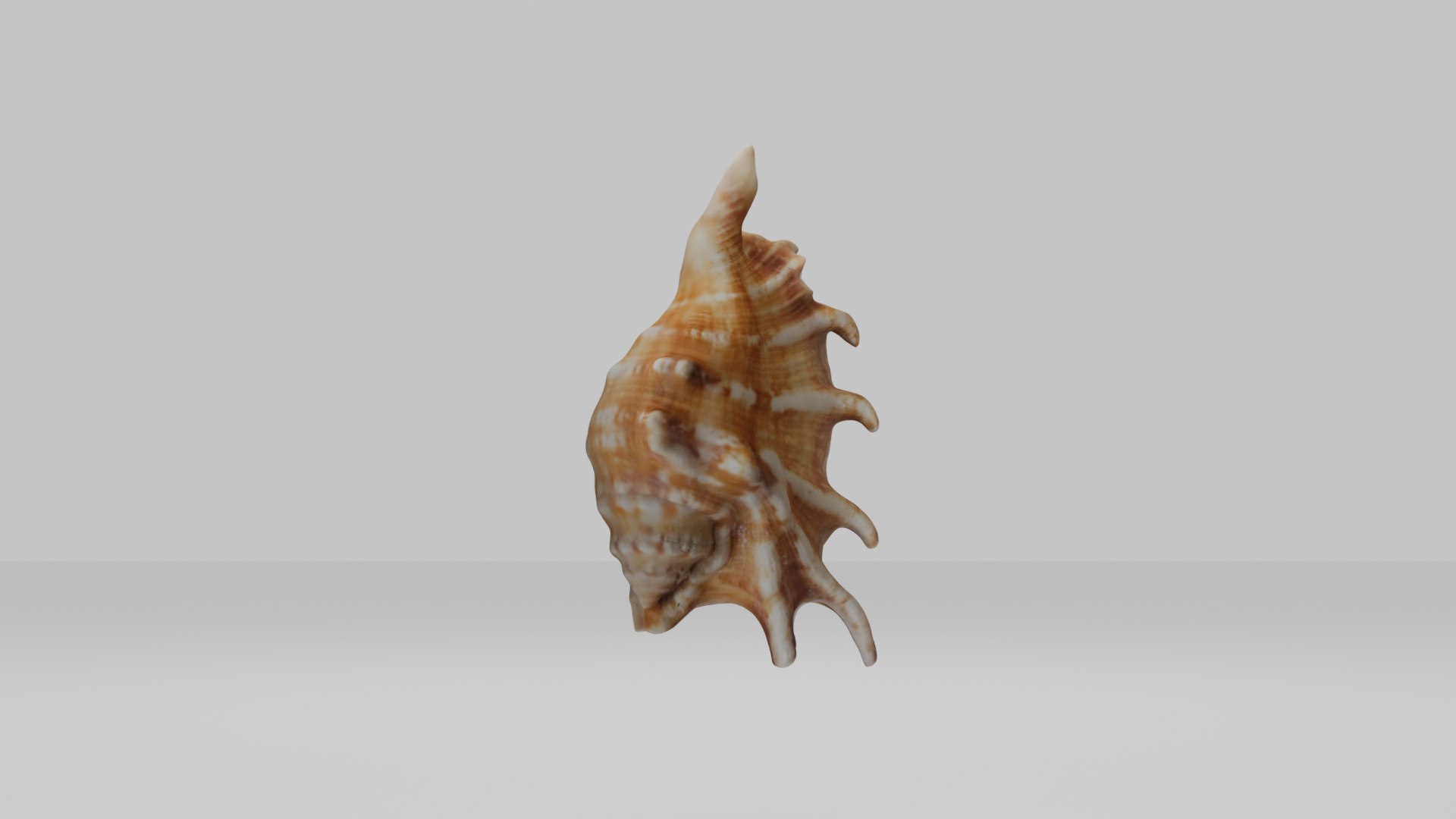 Conch Shell 3D Model - TurboSquid 2194041