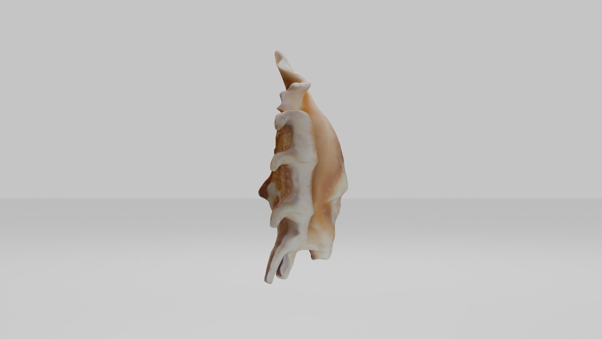 Conch Shell 3D Model - TurboSquid 2194041