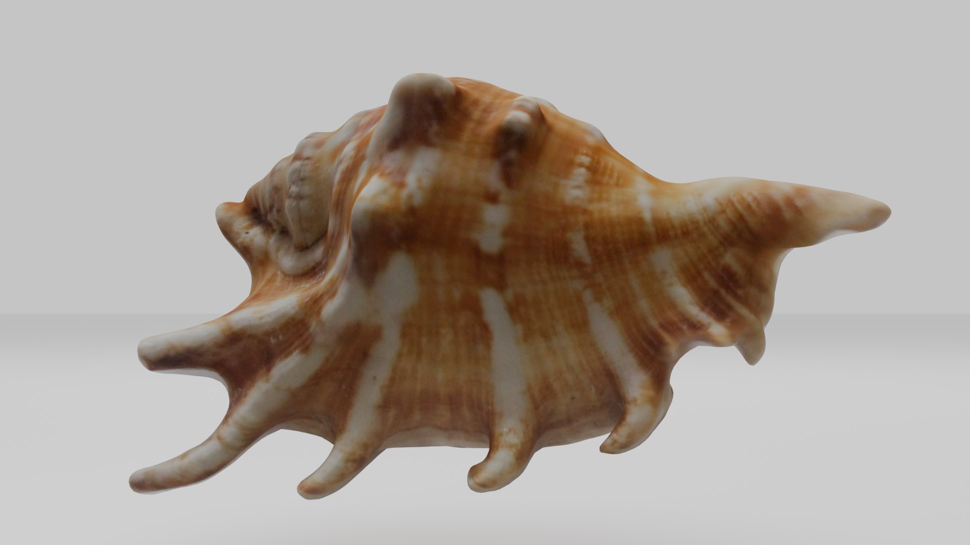 Conch Shell 3D Model - TurboSquid 2194041