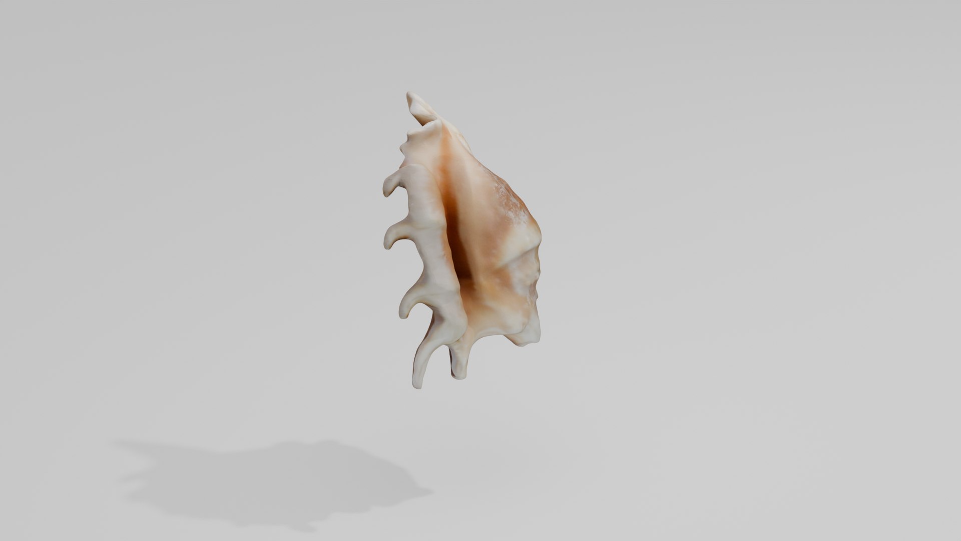 Conch Shell 3D Model - TurboSquid 2194041