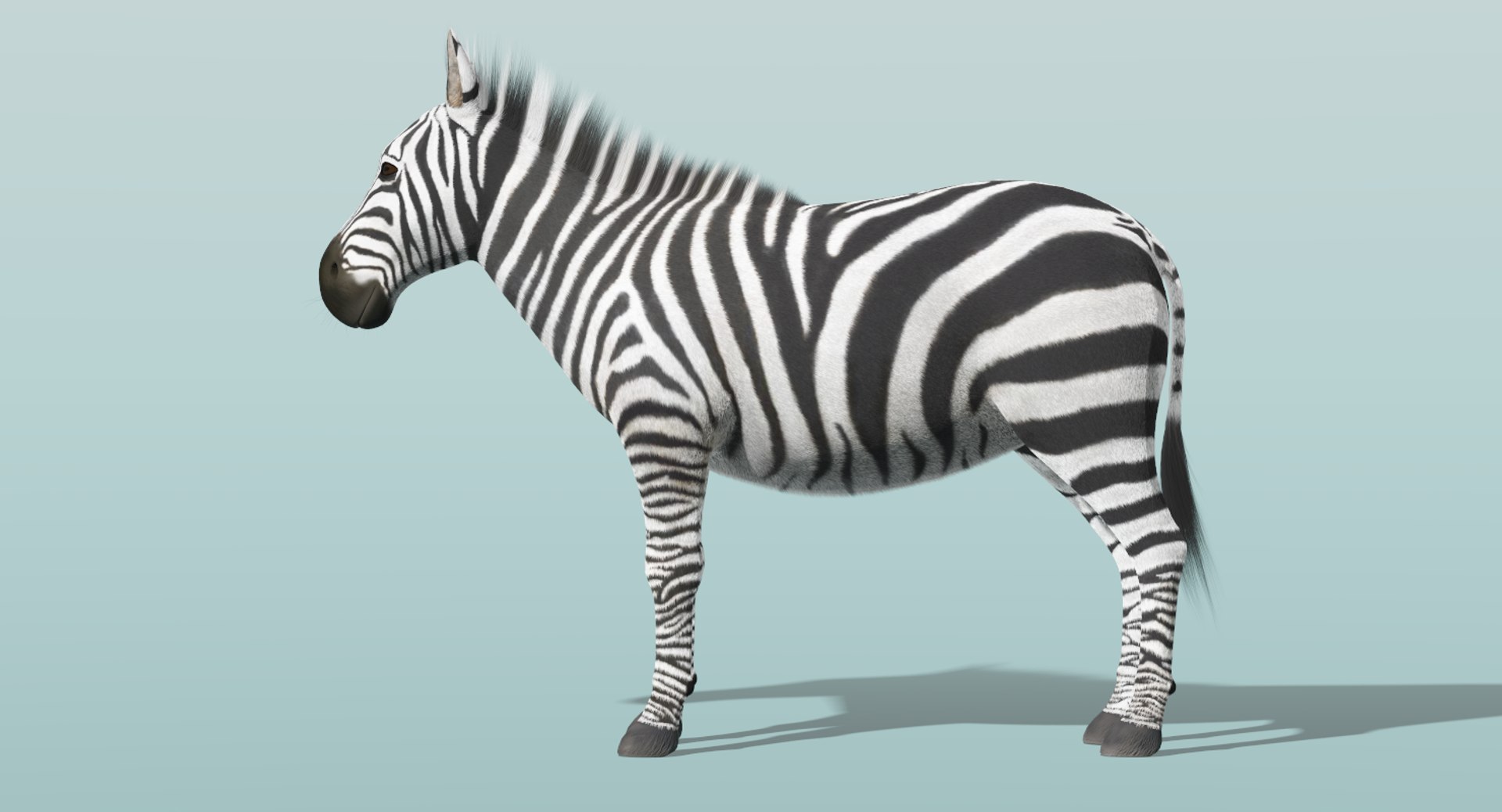 Zebra Fur Animation 3d Max