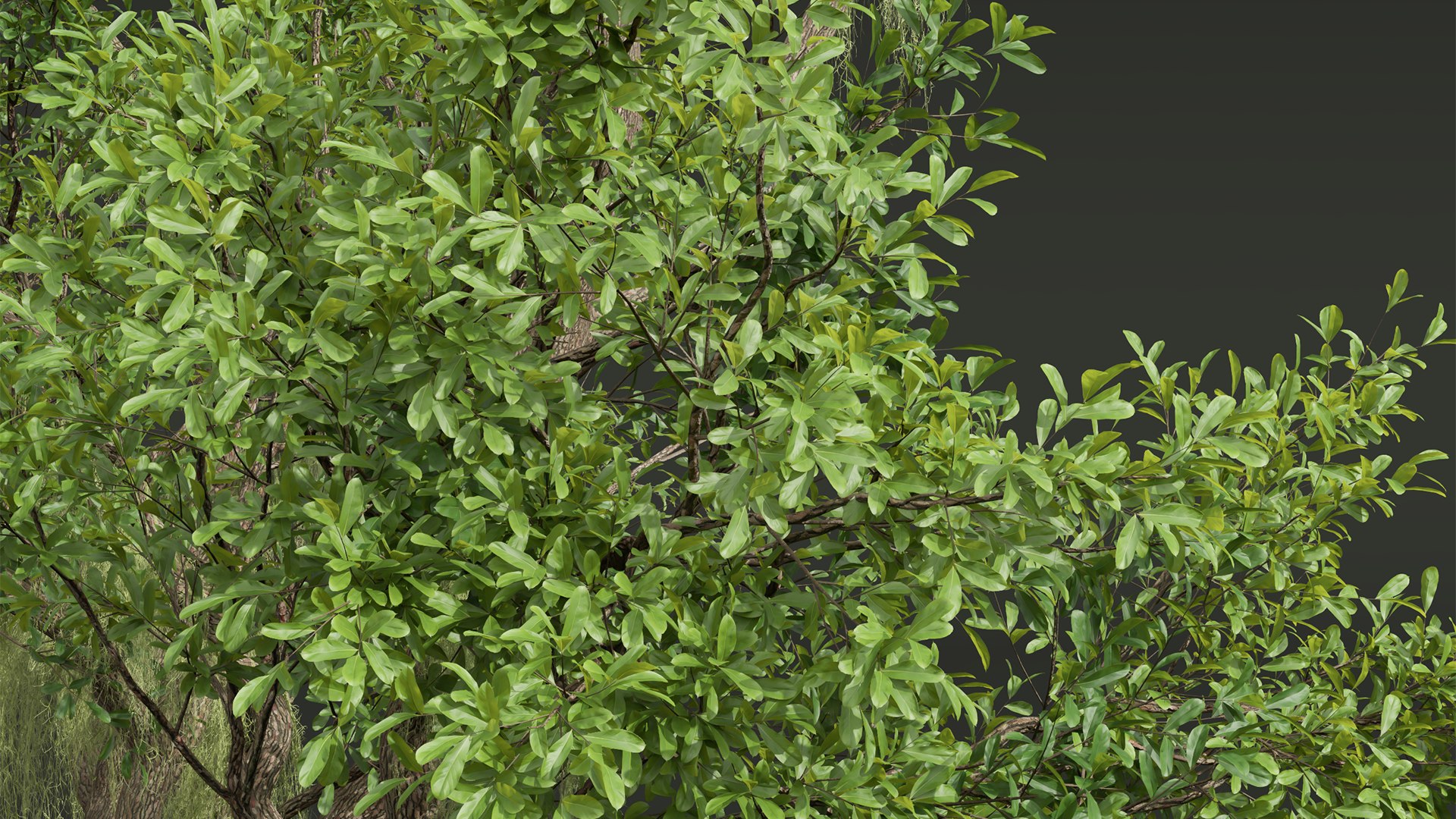 3D New Plant High Detail Angel Oak Live Tree Spanish Moss02 ...