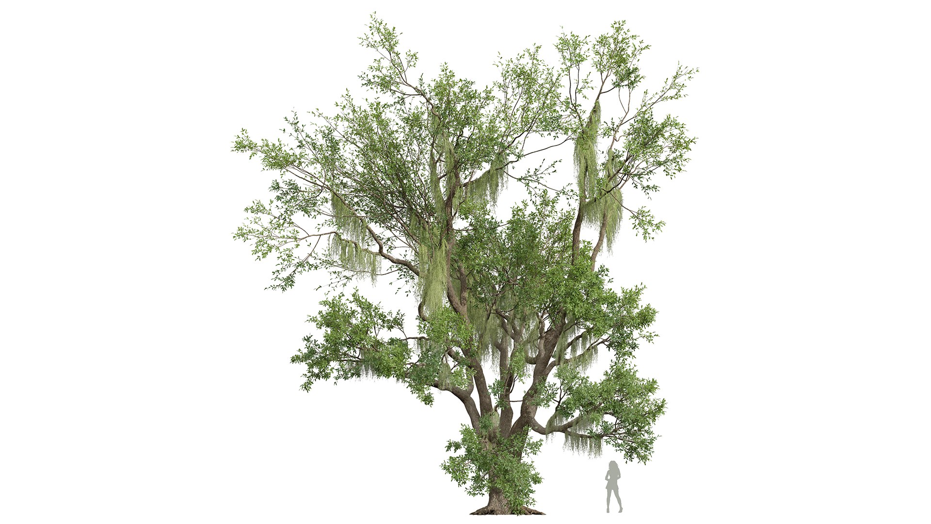 3D New Plant High Detail Angel Oak Live Tree Spanish Moss02 ...