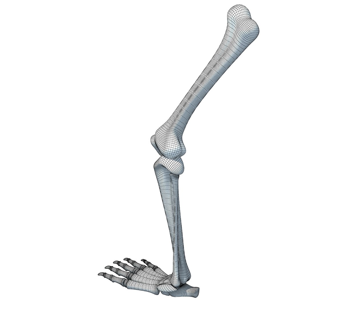 3D Model Animal Leg Skeleton - TurboSquid 1177995