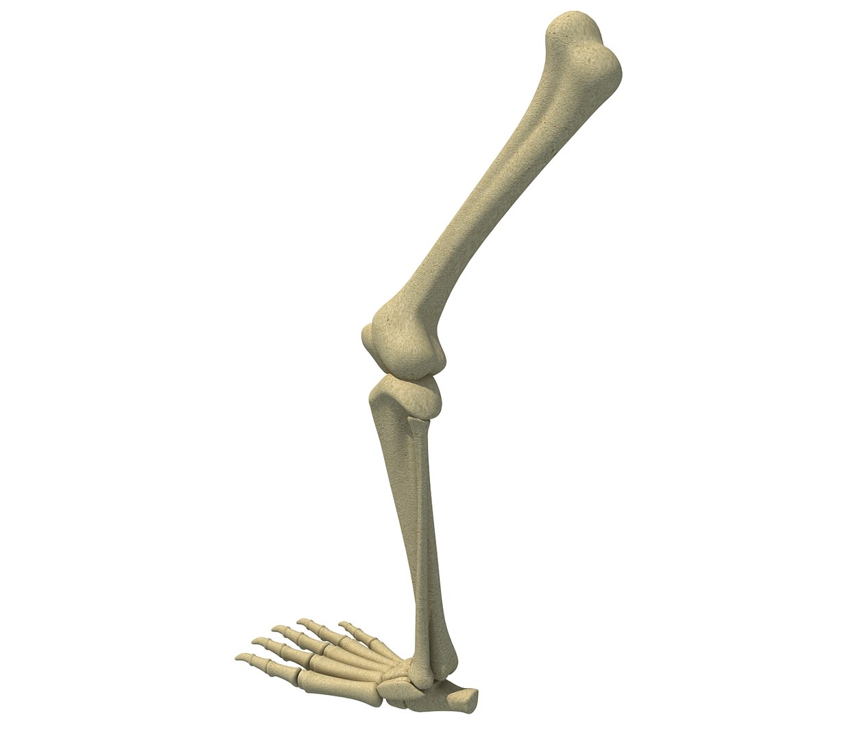 3D Model Animal Leg Skeleton - TurboSquid 1177995