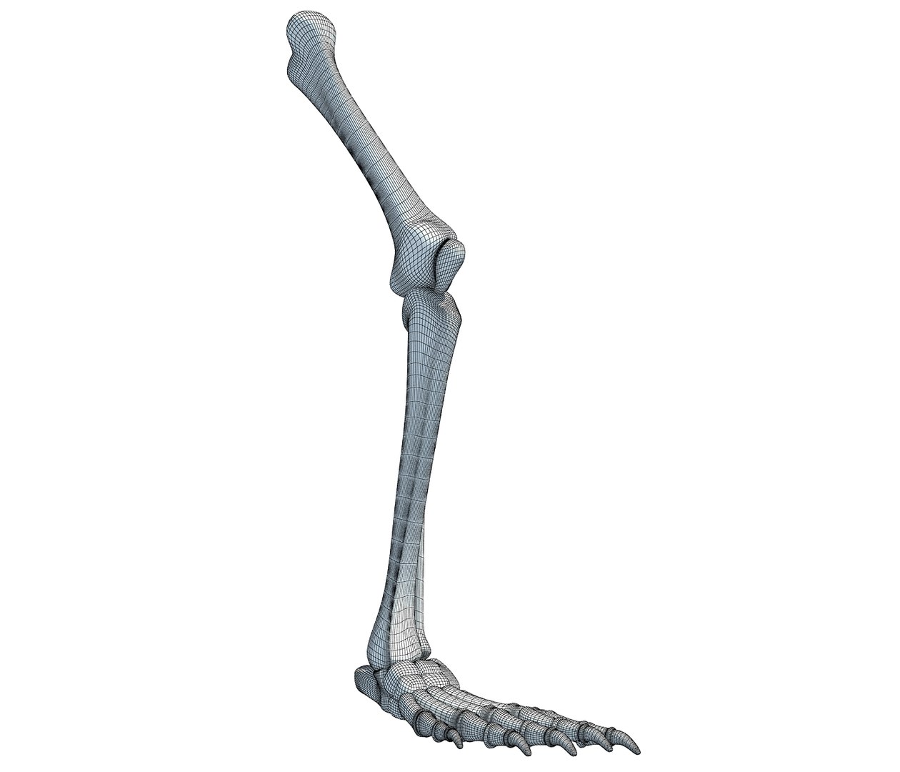 3D Model Animal Leg Skeleton - TurboSquid 1177995