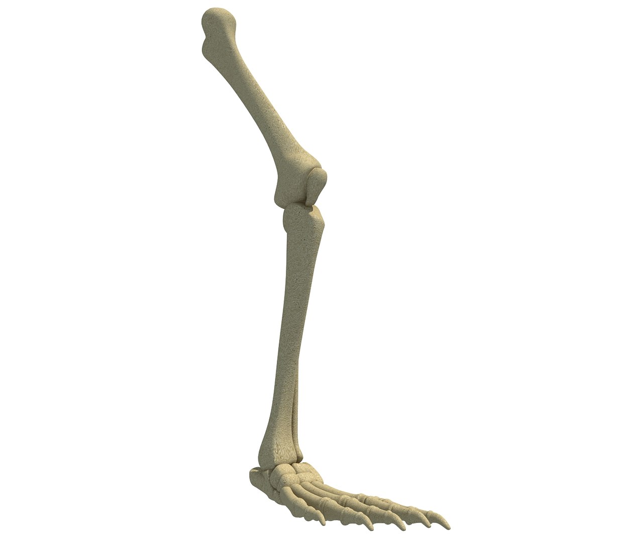 3D Model Animal Leg Skeleton - TurboSquid 1177995