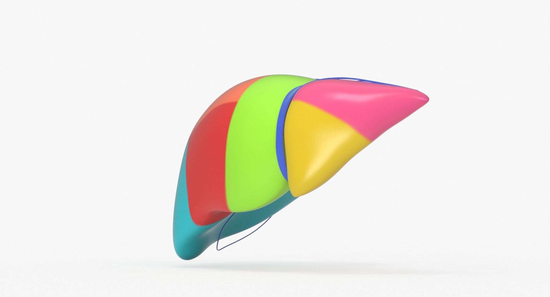 Liver Anatomical Segments 3D - TurboSquid 1383517