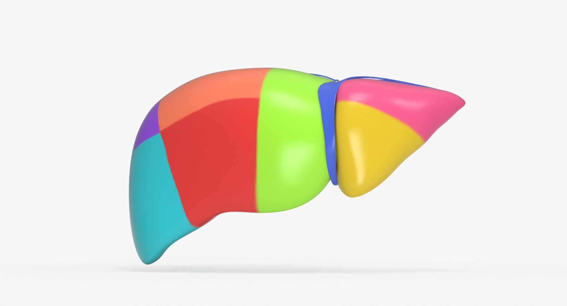 Liver Anatomical Segments 3D - TurboSquid 1383517