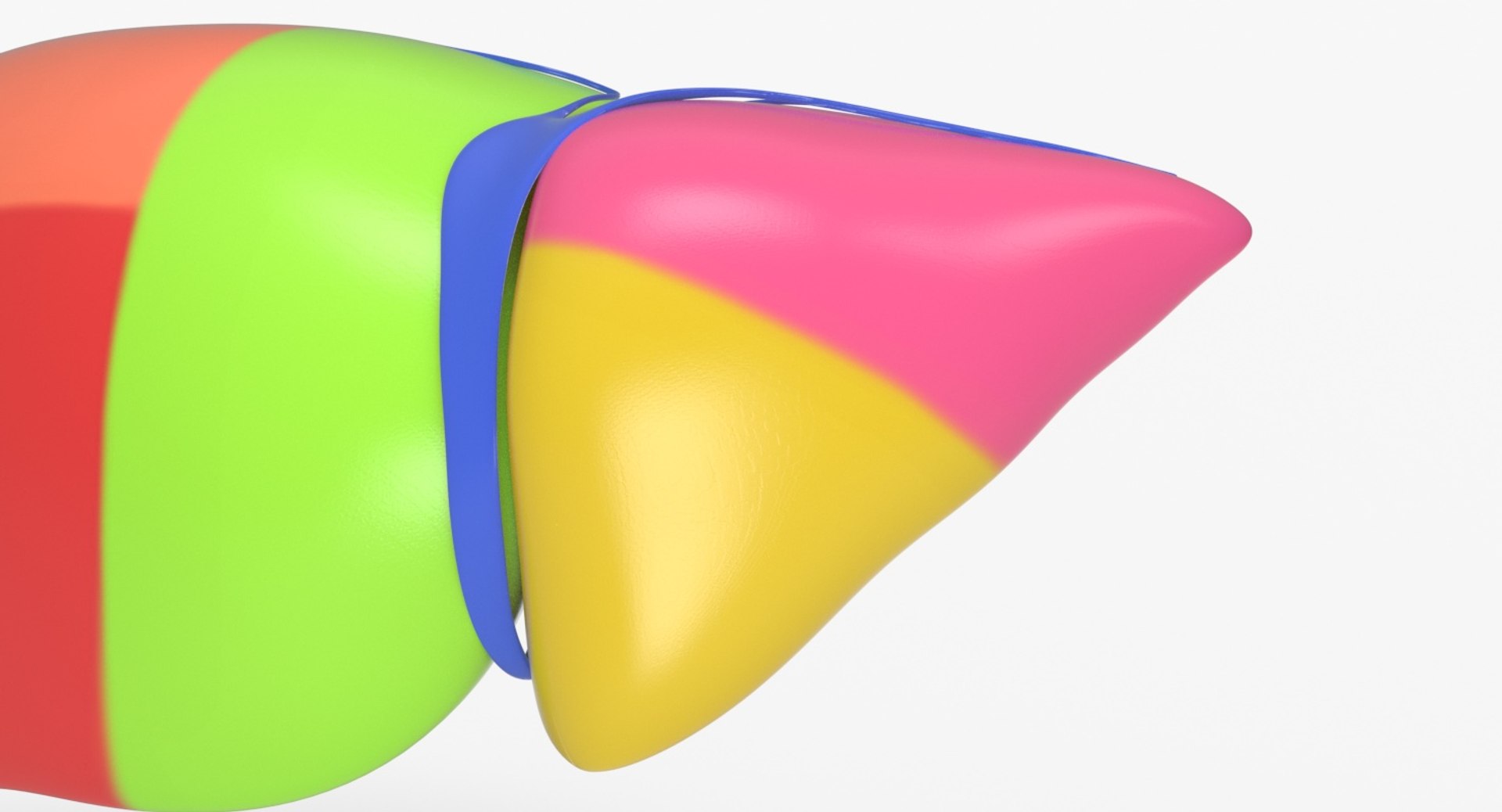 Liver Anatomical Segments 3D - TurboSquid 1383517