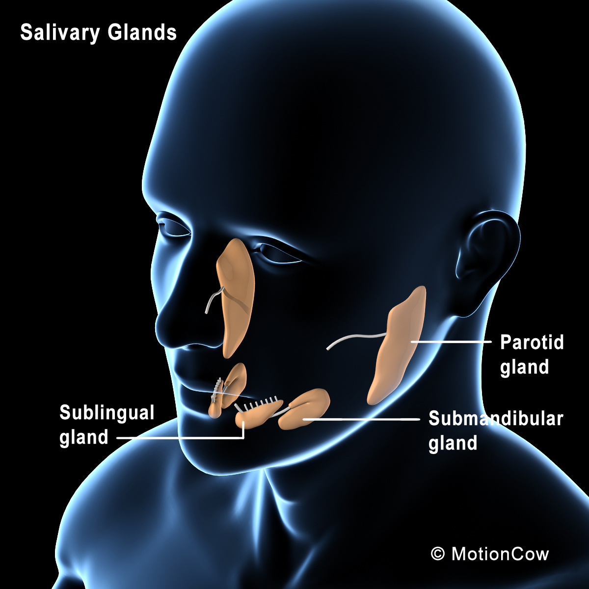 3d model human anatomy nervous systems