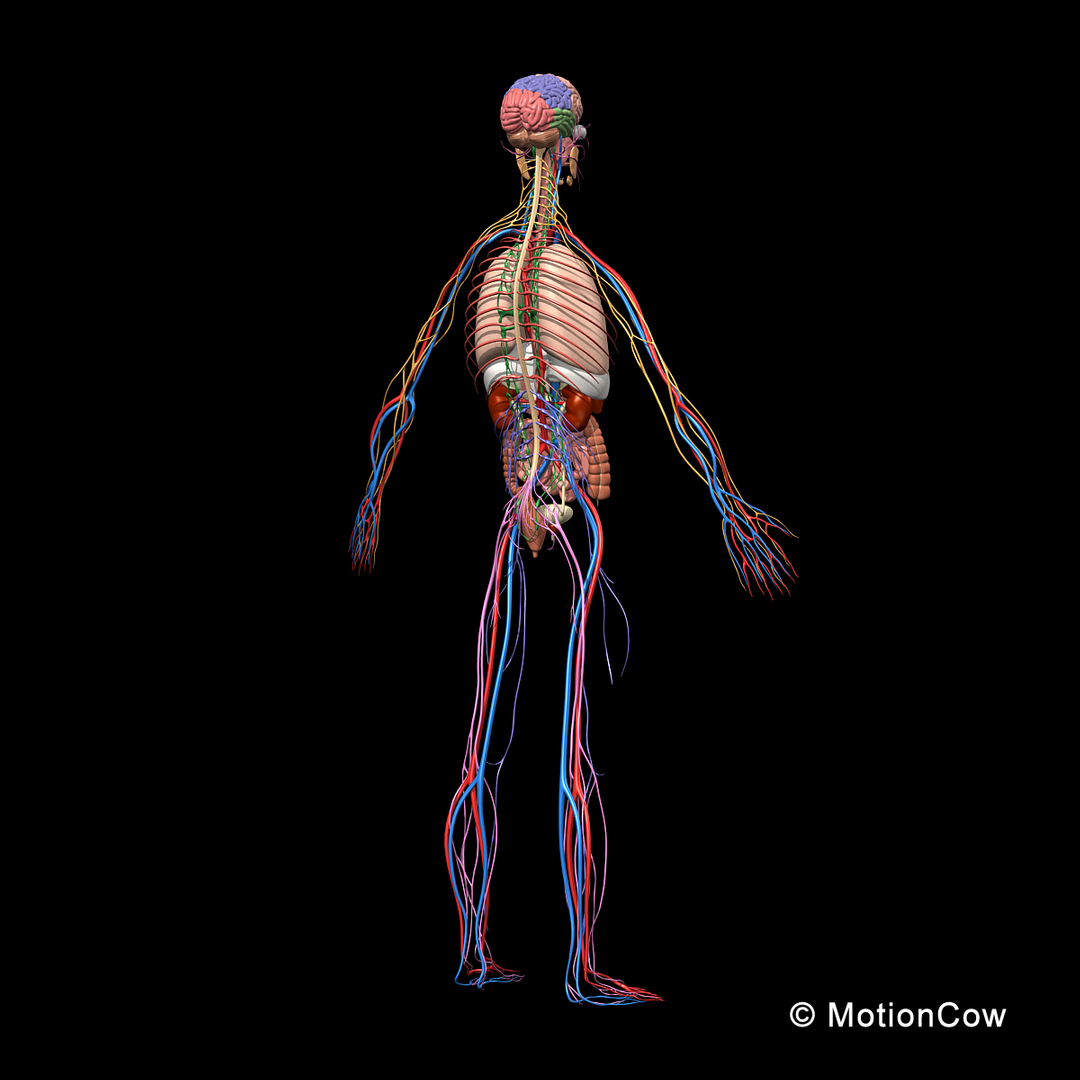3d model human anatomy nervous systems